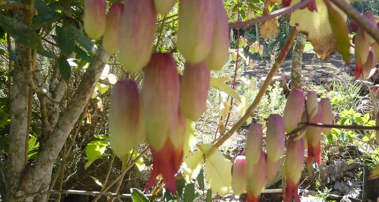 saião planta🥗 aprenda com um nutricionista esportivo