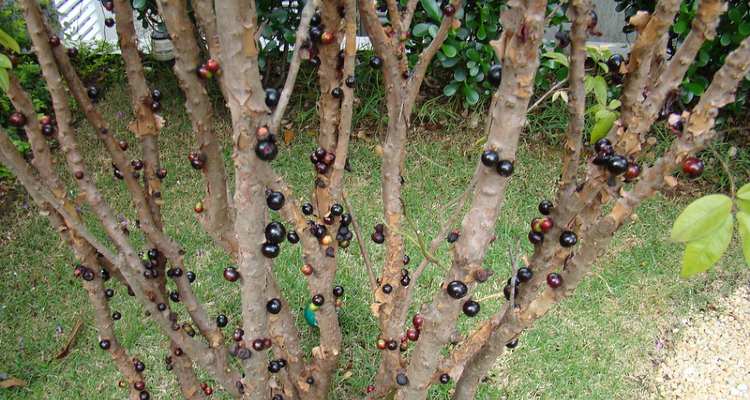 Como Plantar Jabuticaba em Casa - Passo a Passo e Cuidados - MundoBoaForma