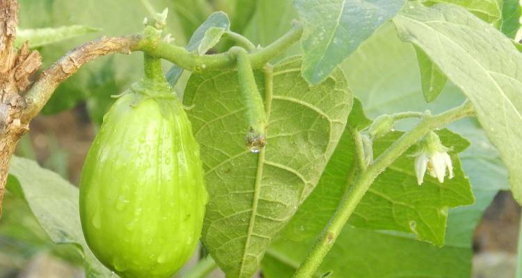 Como Plantar Jiló em Casa - Passo a Passo e Cuidados - MundoBoaForma