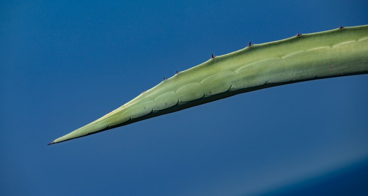 Xarope de Agave Engorda? Quais os Benefícios? O Que é e Como Usar ...