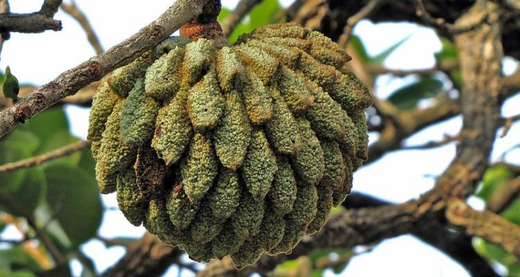 7 Benefícios da Fruta Araticum - Para Que Serve e Propriedades ...