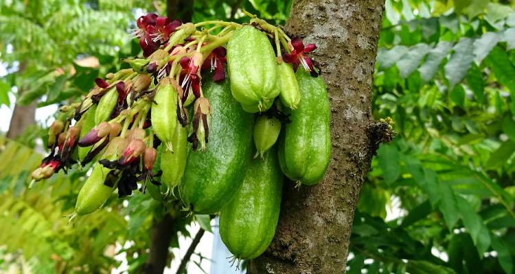 4 Benefícios da Fruta Biri-Biri - Para Que Serve e Propriedades ...