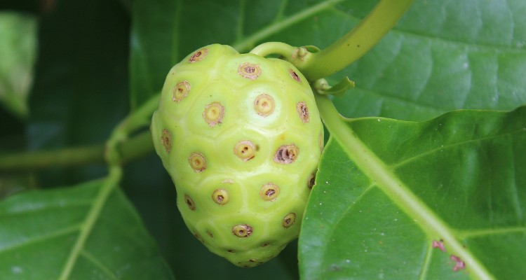 8 Benefícios da Fruta Noni - Para Que Serve e Propriedades - MundoBoaForma