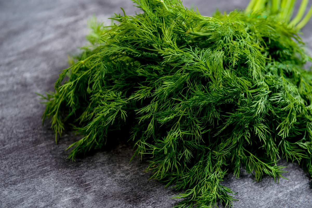 Benefícios do chá de endro - Para que serve e como fazer - MundoBoaForma