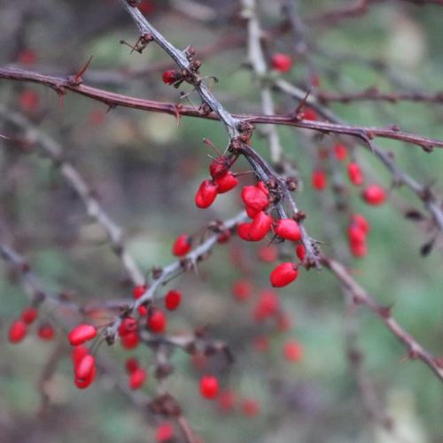 Benefícios da Berberina e como usar!