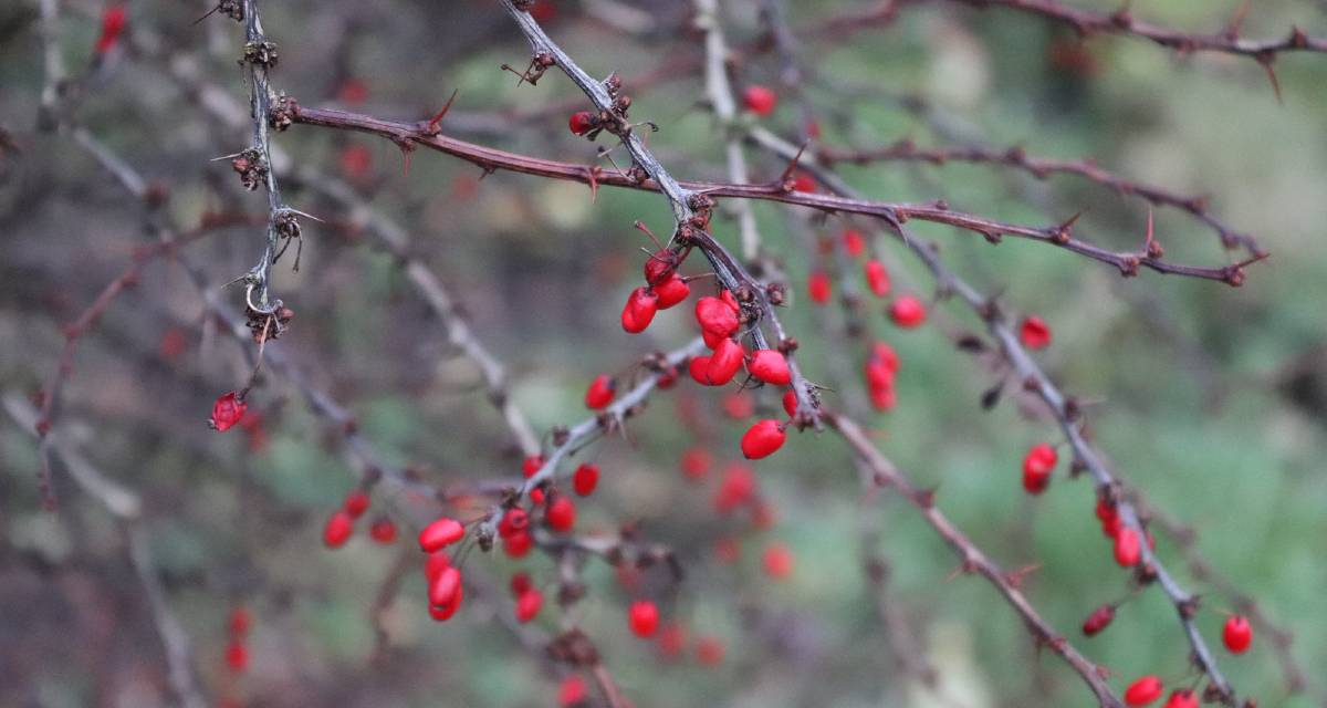 Benefícios da Berberina e como usar! - MundoBoaForma