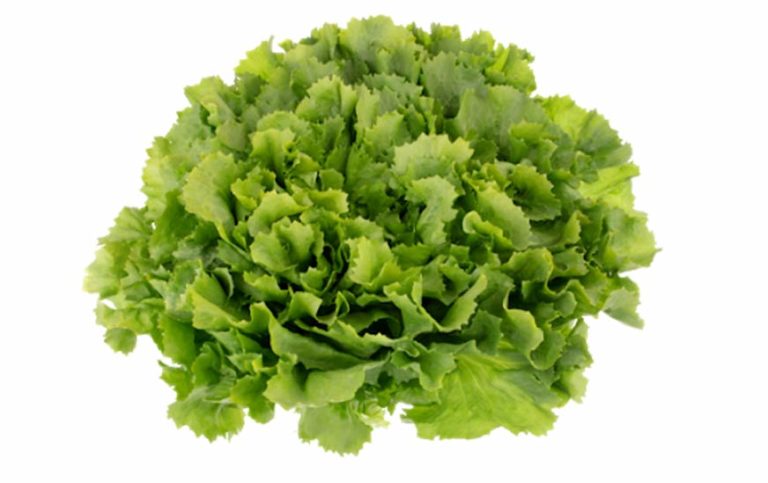 Endívia - O que é, tipos, benefícios e como usar - MundoBoaForma