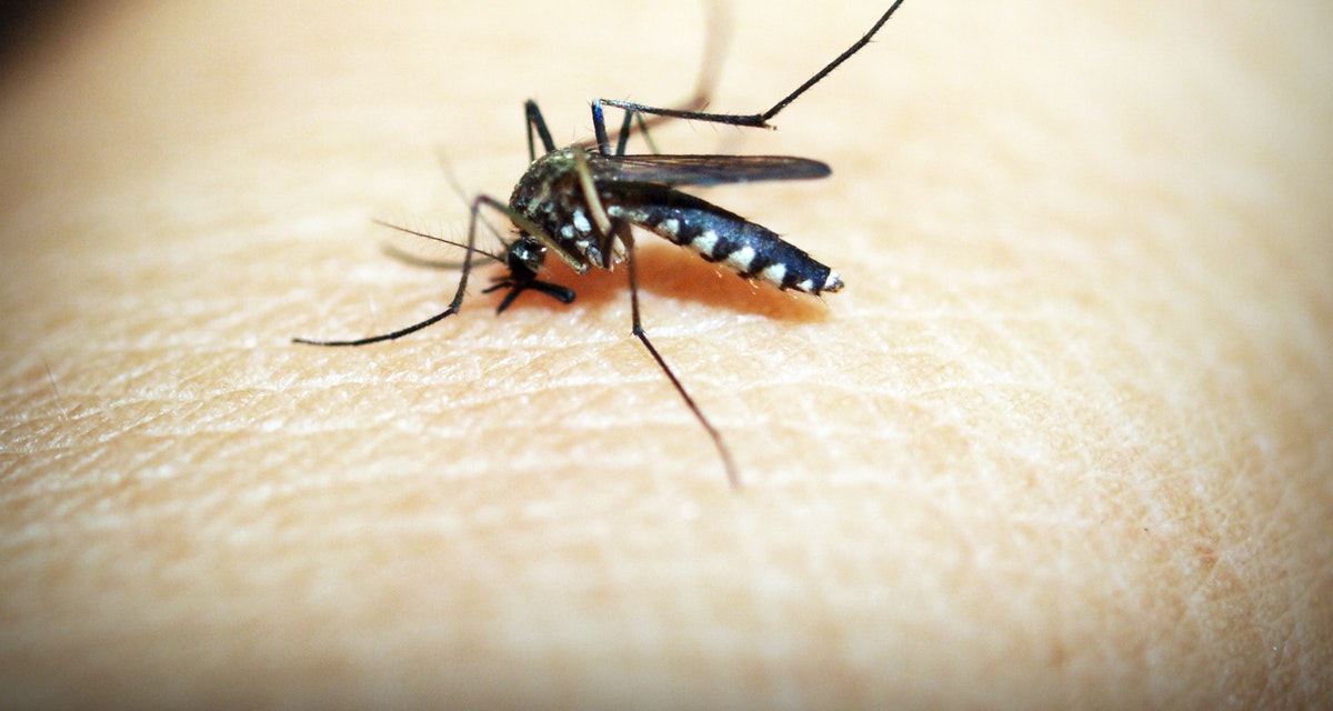 Alergia a picada de inseto - Sintomas e como tratar! - MundoBoaForma