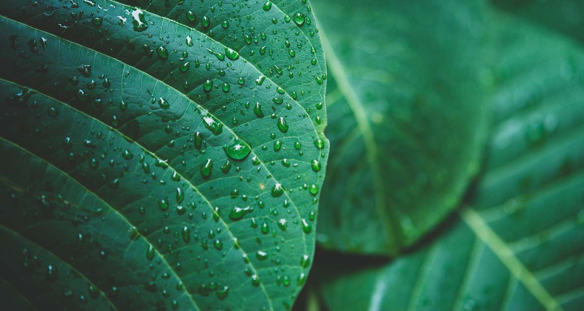 Caruru planta - Para que serve e como usar - MundoBoaForma