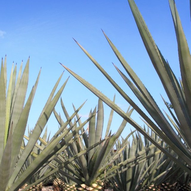 Agave - O Que é, Benefícios, Para Que Serve e Como Usar - MundoBoaForma