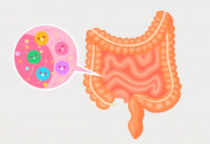O que é flora intestinal? - MundoBoaForma