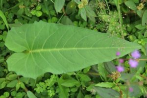 Caruru: tudo sobre a planta e benefícios para a saúde - MundoBoaForma