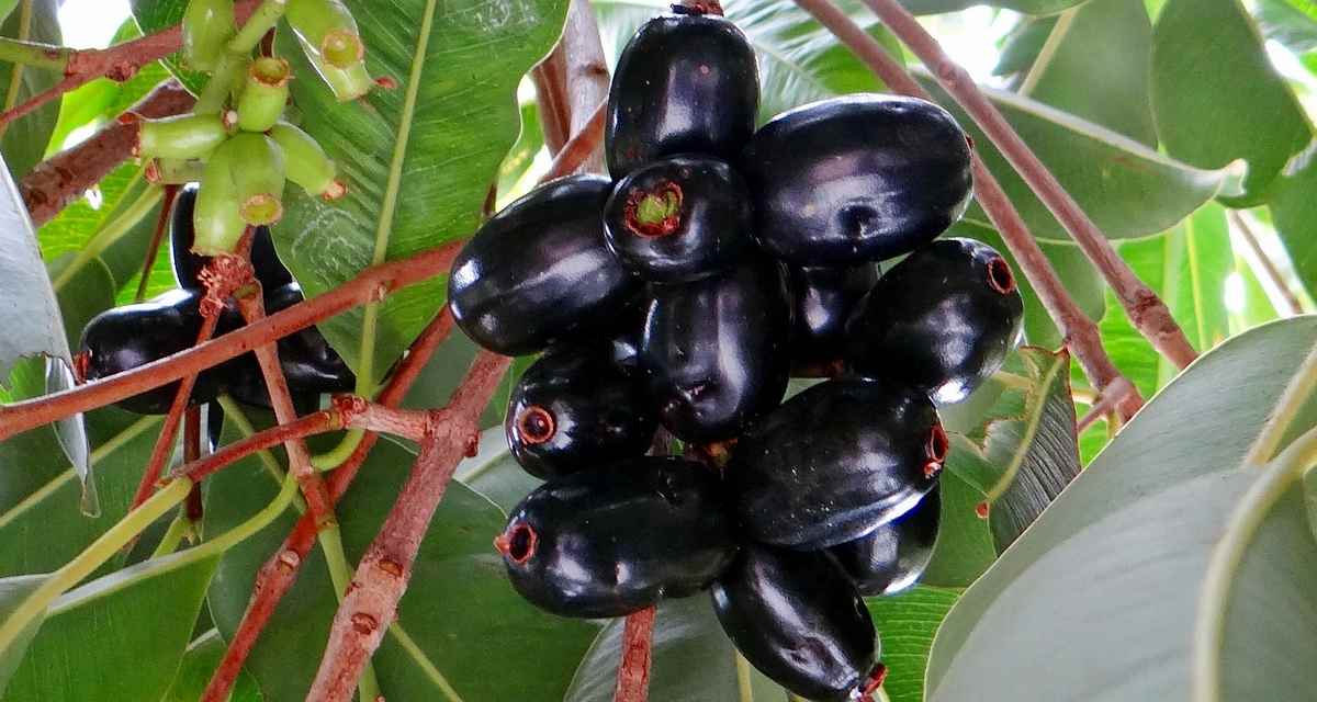 Benefícios da fruta jambolão - Para que serve e propriedades ...