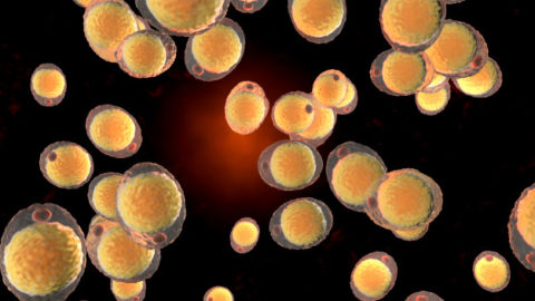 Franol emagrece mesmo? Para que serve, efeitos colaterais e como tomar ...