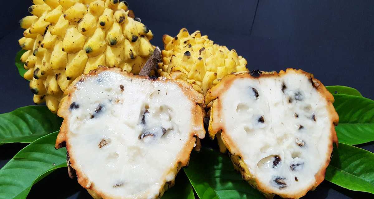 6 benefícios da fruta biribá - Para que serve e propriedades ...