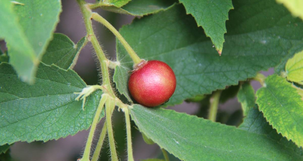 Benefícios da fruta calabura - Para que serve e propriedades ...