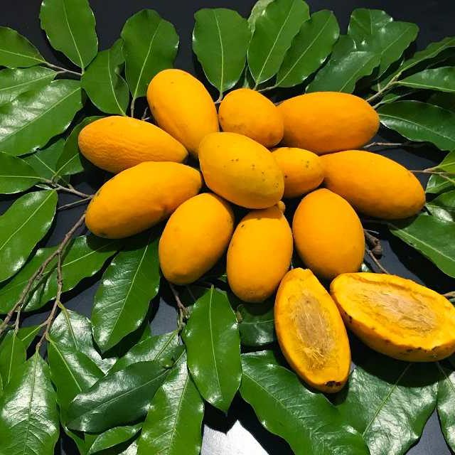 5 benefícios da fruta oiti - Para que serve e propriedades - MundoBoaForma