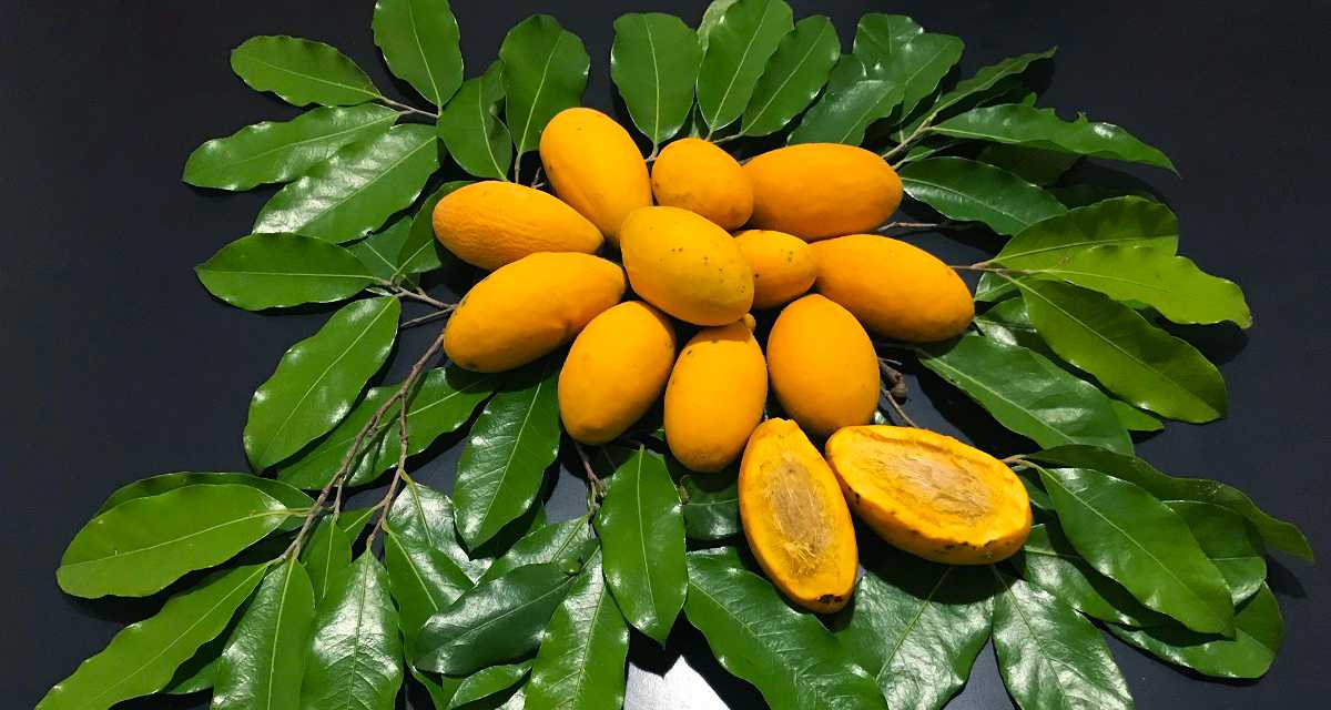 5 benefícios da fruta oiti - Para que serve e propriedades - MundoBoaForma