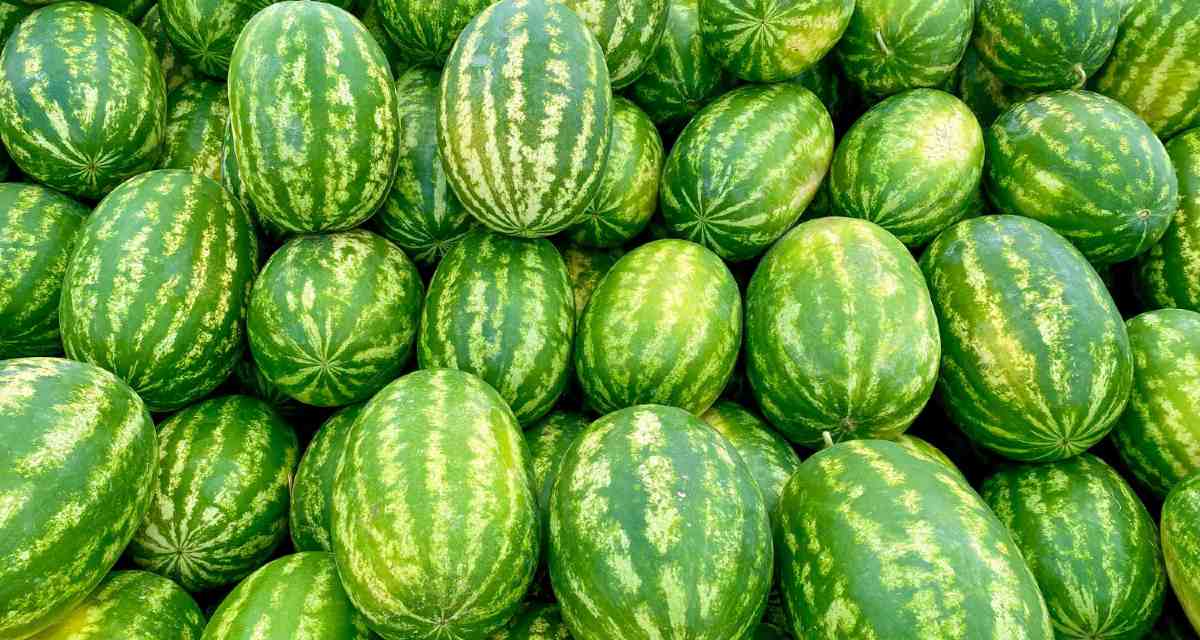 Casca de melancia: benefícios e como usar - MundoBoaForma