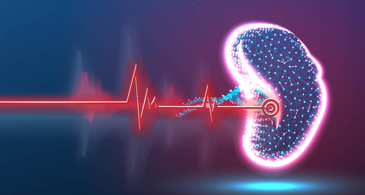 Baço: o que é, funções e onde fica - MundoBoaForma