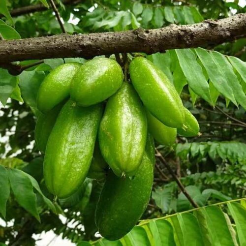 6 benefícios da fruta biribá - Para que serve e propriedades ...