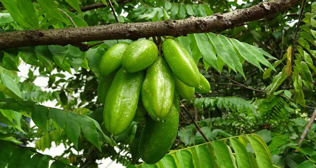 4 benefícios da fruta biri-biri - Para que serve e propriedades ...