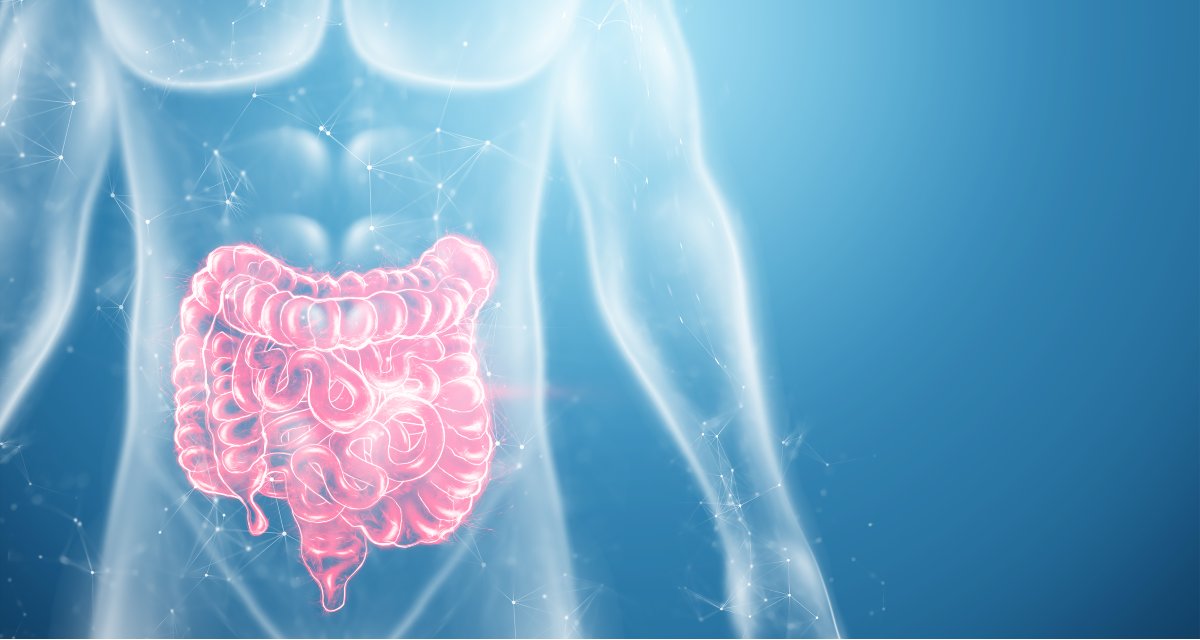 Principais funções do intestino grosso e delgado - MundoBoaForma