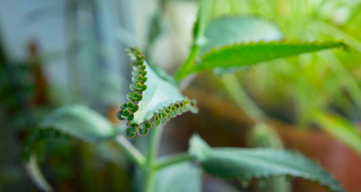 Aranto: para que serve, como usar e possíveis efeitos colaterais ...