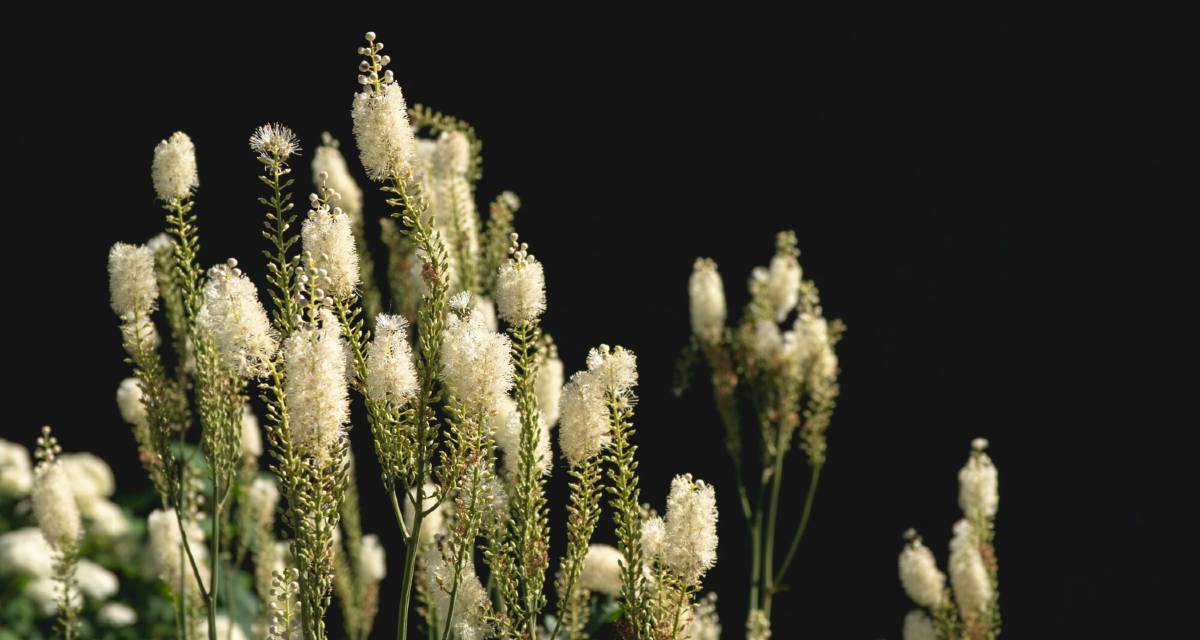 9 benefícios da Cimicífuga - Para que serve, efeitos colaterais e ...