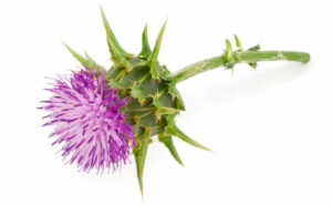 Forfig emagrece? Para que serve e como usar - MundoBoaForma