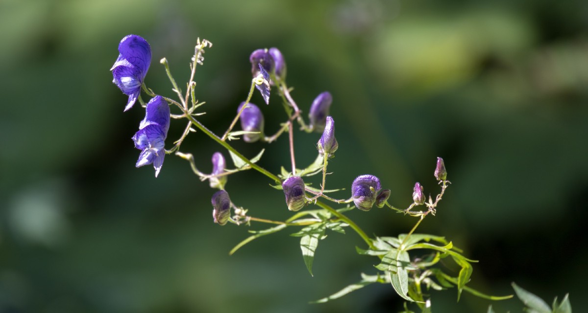 Acônito (aconitum napellus): benefícios, como usar e efeitos colaterais ...