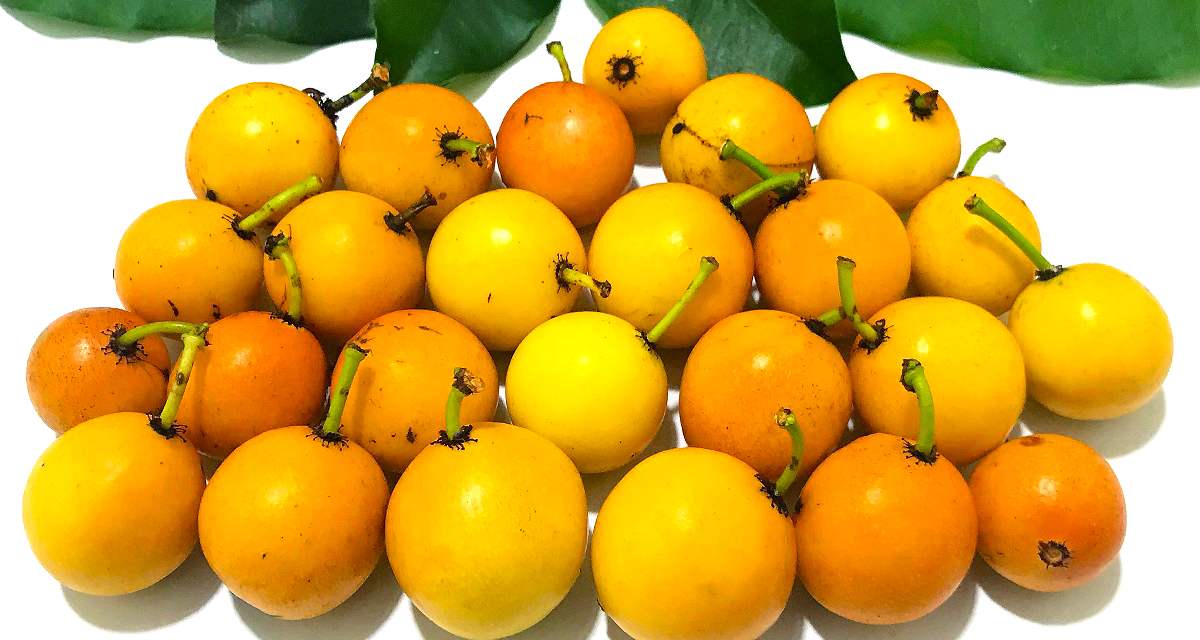 Bacupari: o que é, propriedades e benefícios - MundoBoaForma