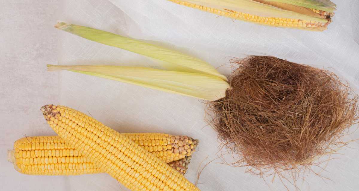 Cabelo de milho: para que serve, propriedades e como usar - MundoBoaForma
