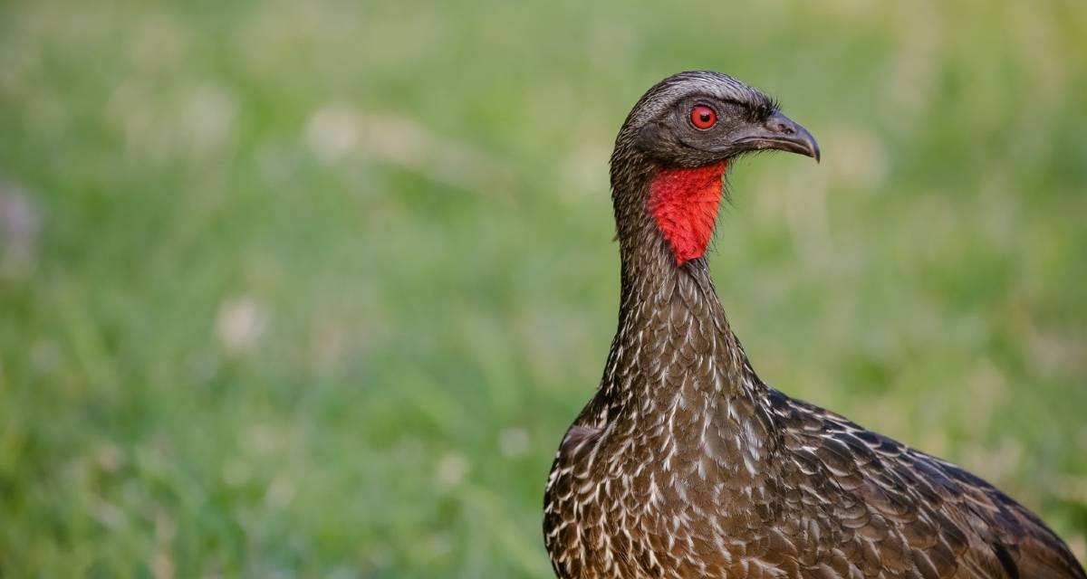 Café do jacu: origem e como é produzido - MundoBoaForma