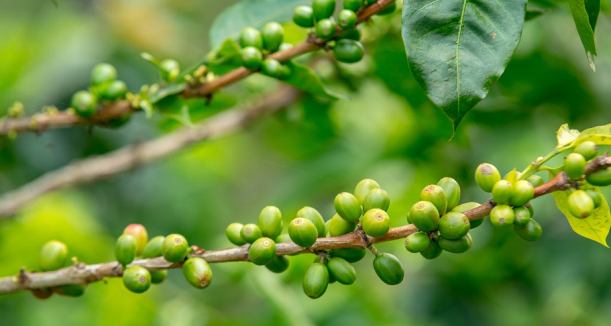 Como o café verde pode ajudar a perder peso e emagrecer com saúde ...