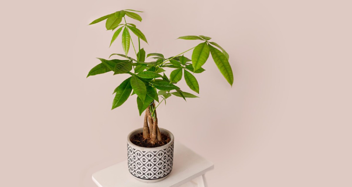 Monguba: o que é, benefícios e como usar a planta - MundoBoaForma