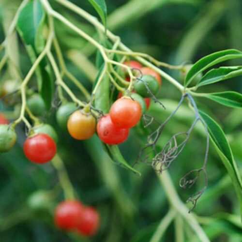 Chá de bugre (porangaba): benefícios e como fazer - MundoBoaForma