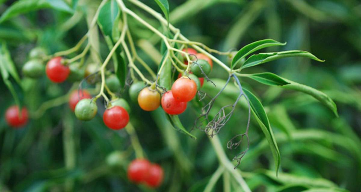 Chá de bugre (porangaba): benefícios e como fazer - MundoBoaForma