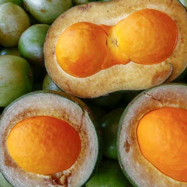 Como Plantar Pequi em Casa - Passo a Passo e Cuidados - MundoBoaForma