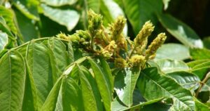 Ingá: o que é e benefícios da fruta - MundoBoaForma