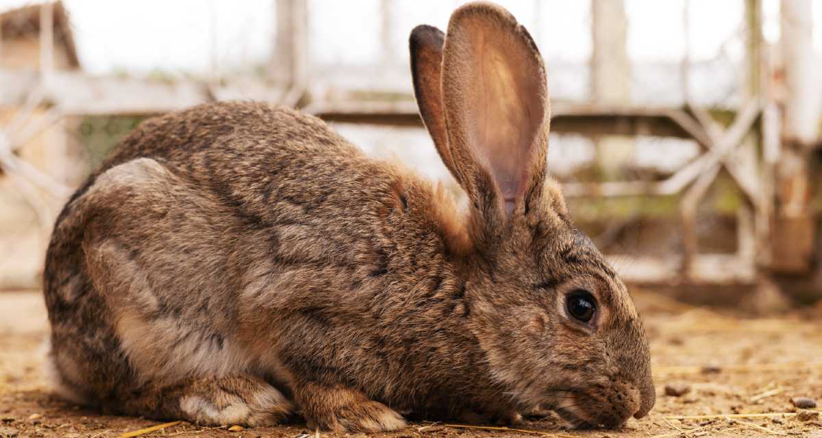 Tularemia: o que é, sintomas, transmissão e tratamento - MundoBoaForma