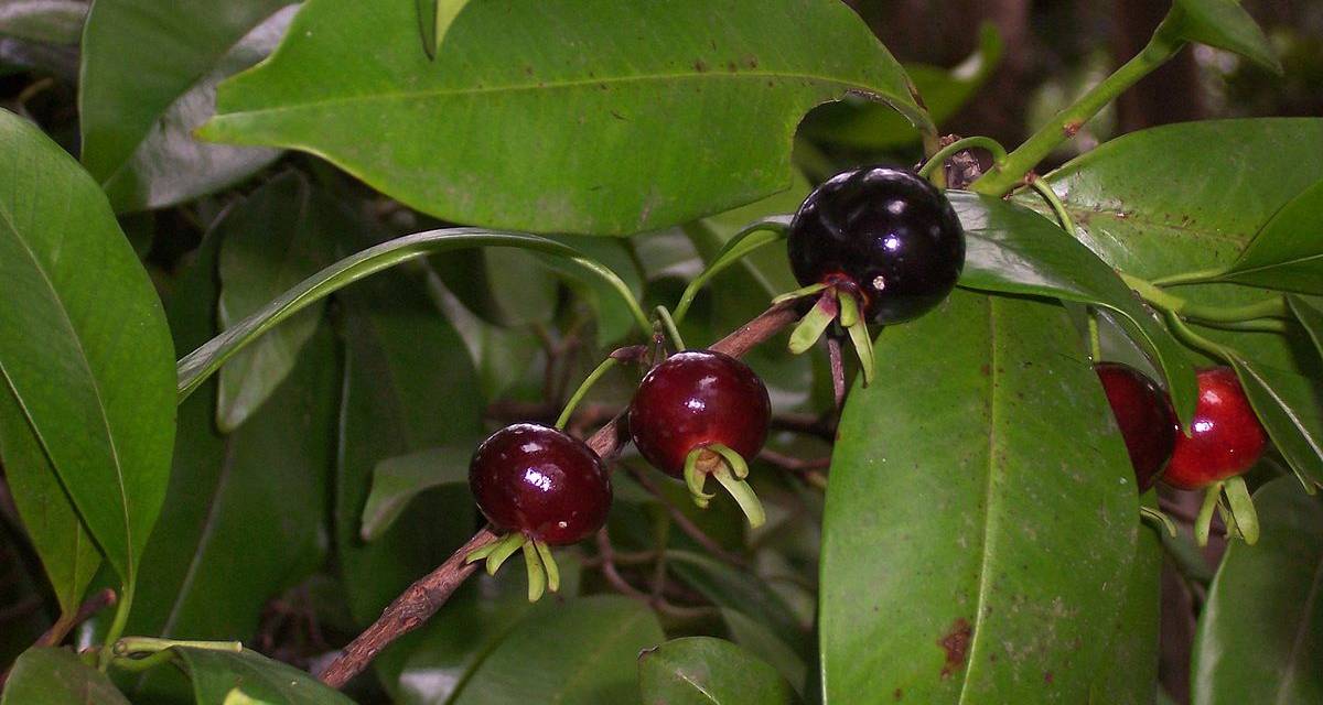 Grumixama: o que é, benefícios e como consumir - MundoBoaForma