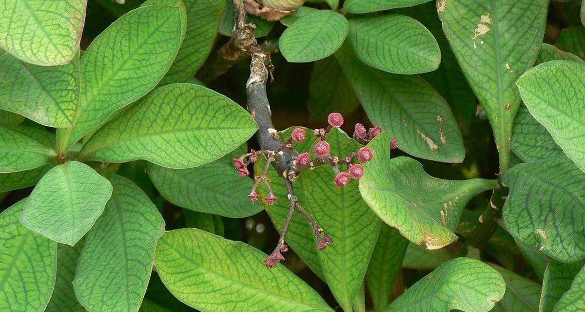 Janaúba: o que é, para que serve e como usar - MundoBoaForma