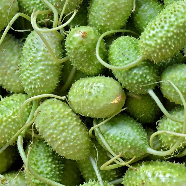 Benefícios do maxixe - Para que serve, como usar, propriedades ...