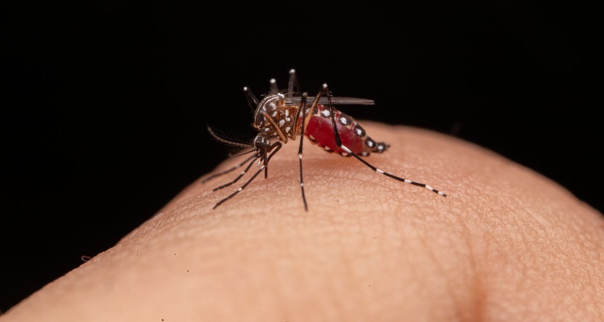 Dengue: saiba mitos e verdades sobre o mosquito Aedes aegypti ...